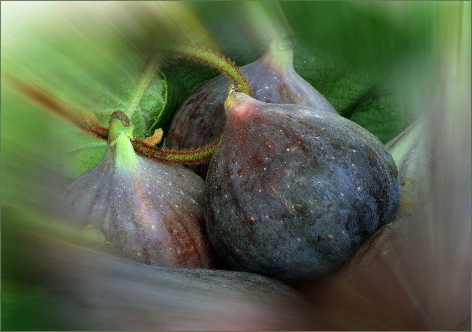 Feige in Sicht Foto & Bild | obst , natur, feige Bilder auf fotocommunity