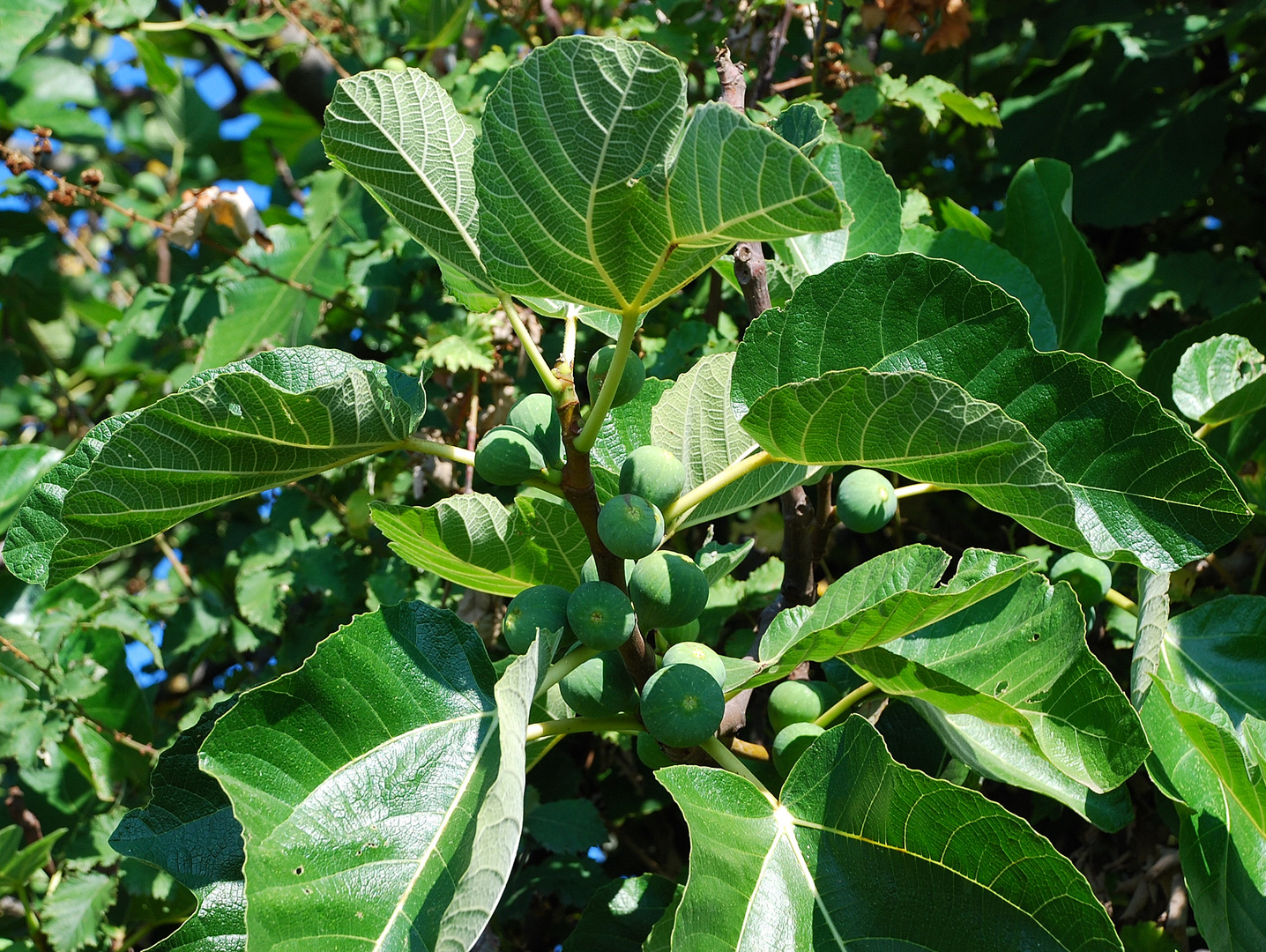 Feigen Foto & Bild | pflanzen, pilze & flechten, bäume, obstbäume ...