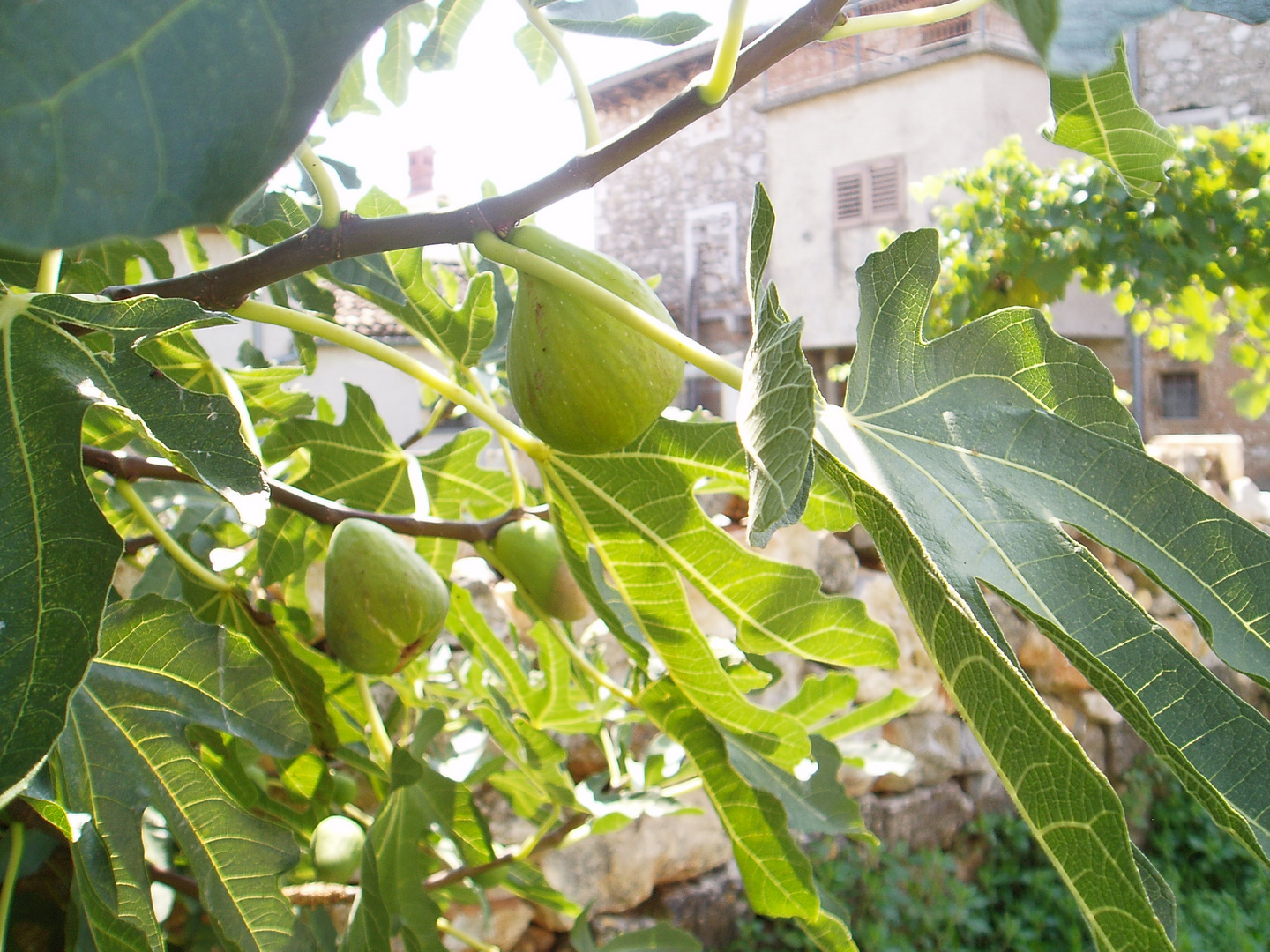 Feigenbaum in Istrien Foto & Bild | pflanzen, pilze & flechten, früchte ...