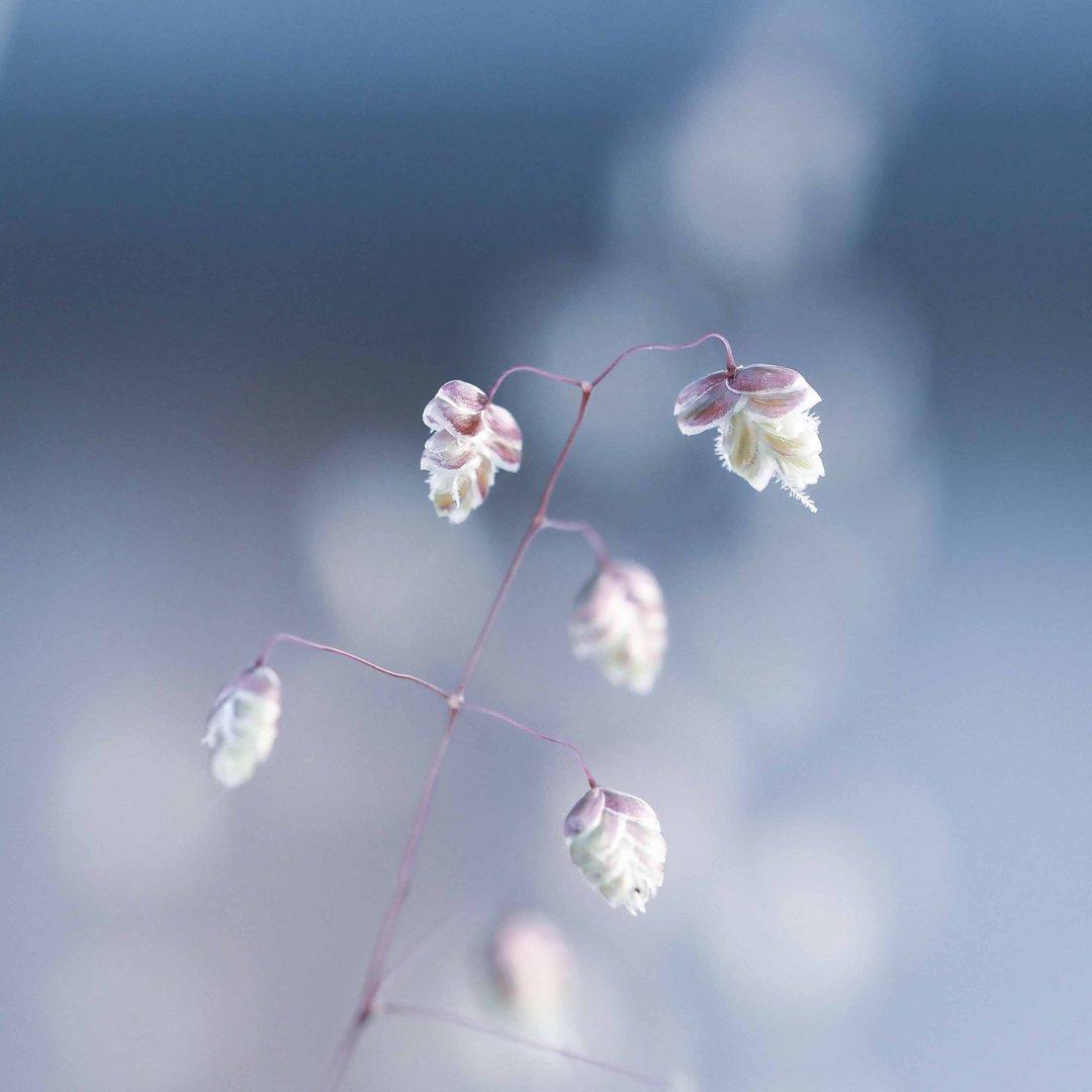 fein Foto & Bild | pflanzen, pilze & flechten, natur-makros, gräser ...