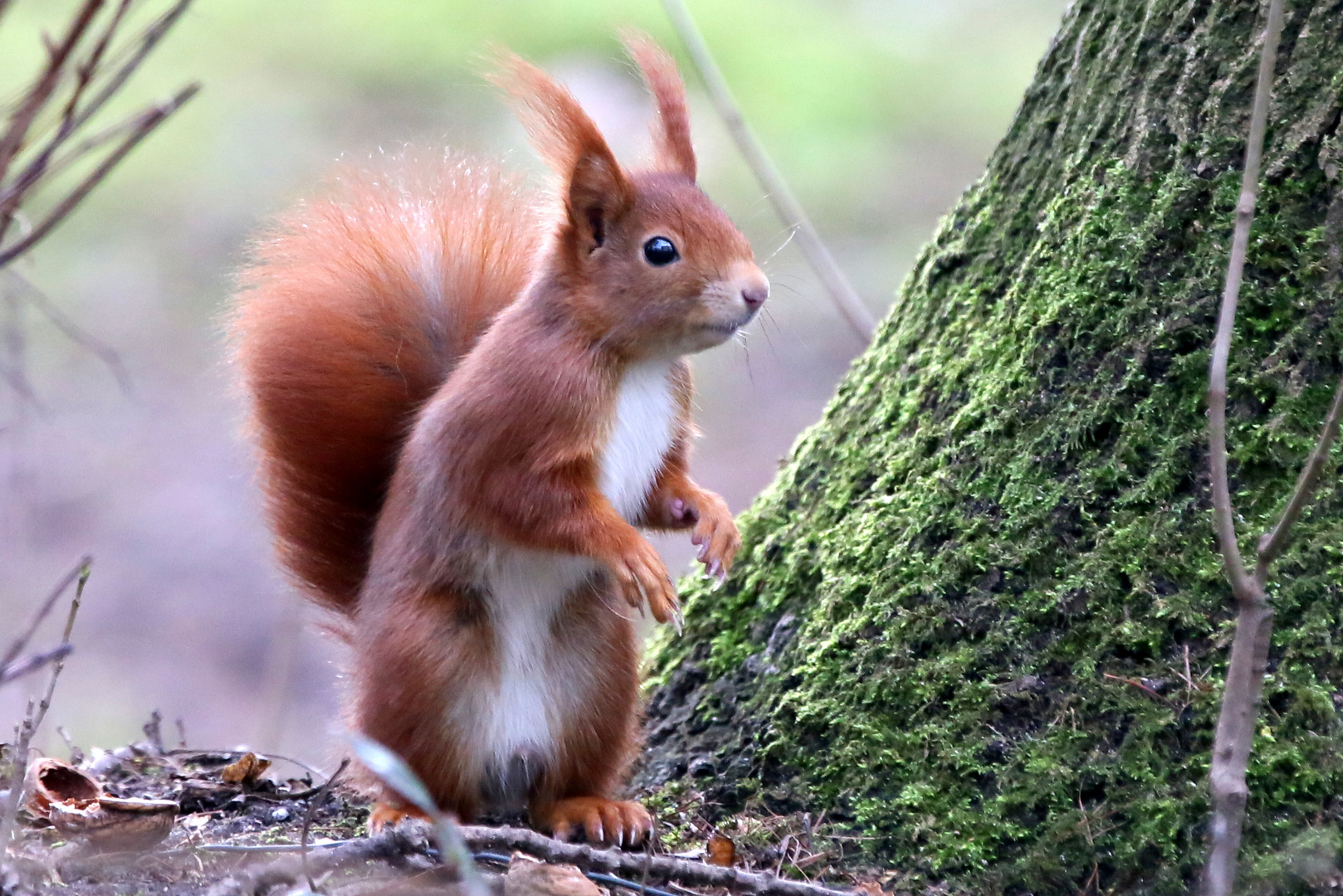 Feinde? Foto & Bild | tiere, wildlife, säugetiere Bilder auf fotocommunity