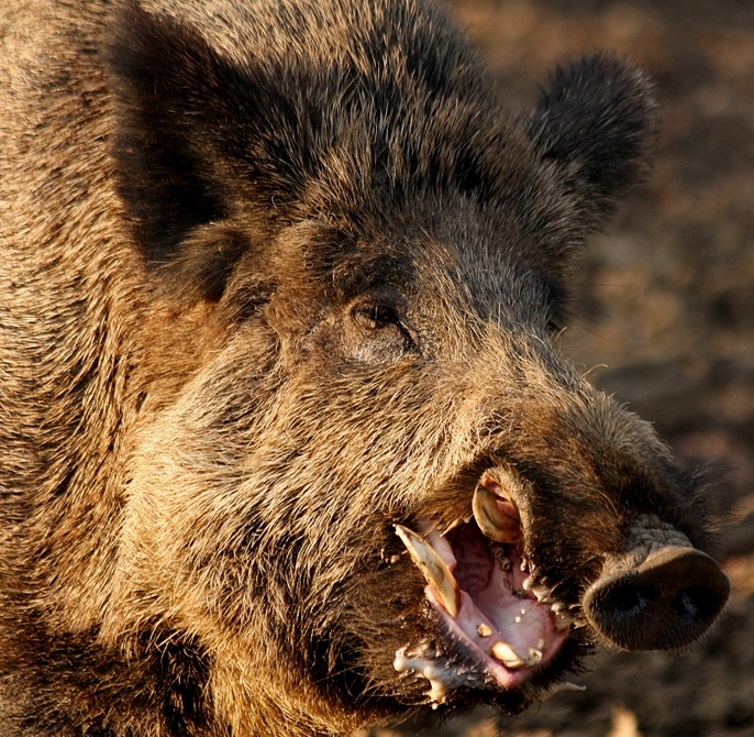 Feister Keiler Foto & Bild | tiere, zoo, wildpark & falknerei ...