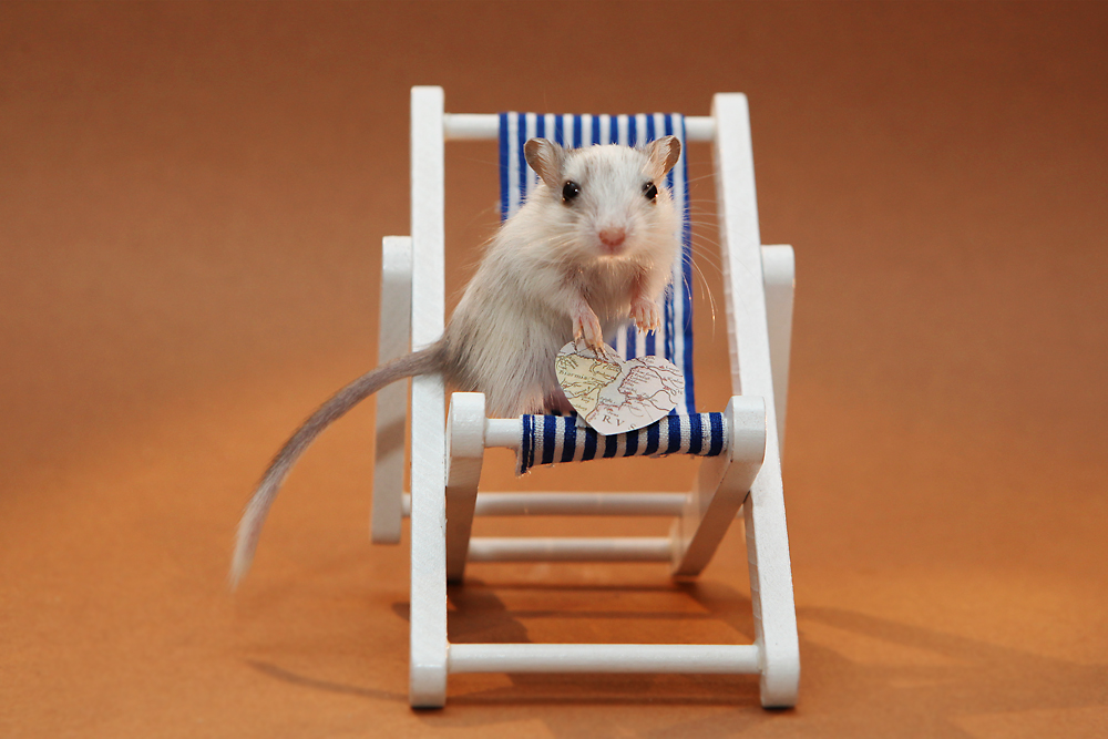 Feivel der Mauswanderer Foto & Bild | tiere, tierkinder, tierportraits ...