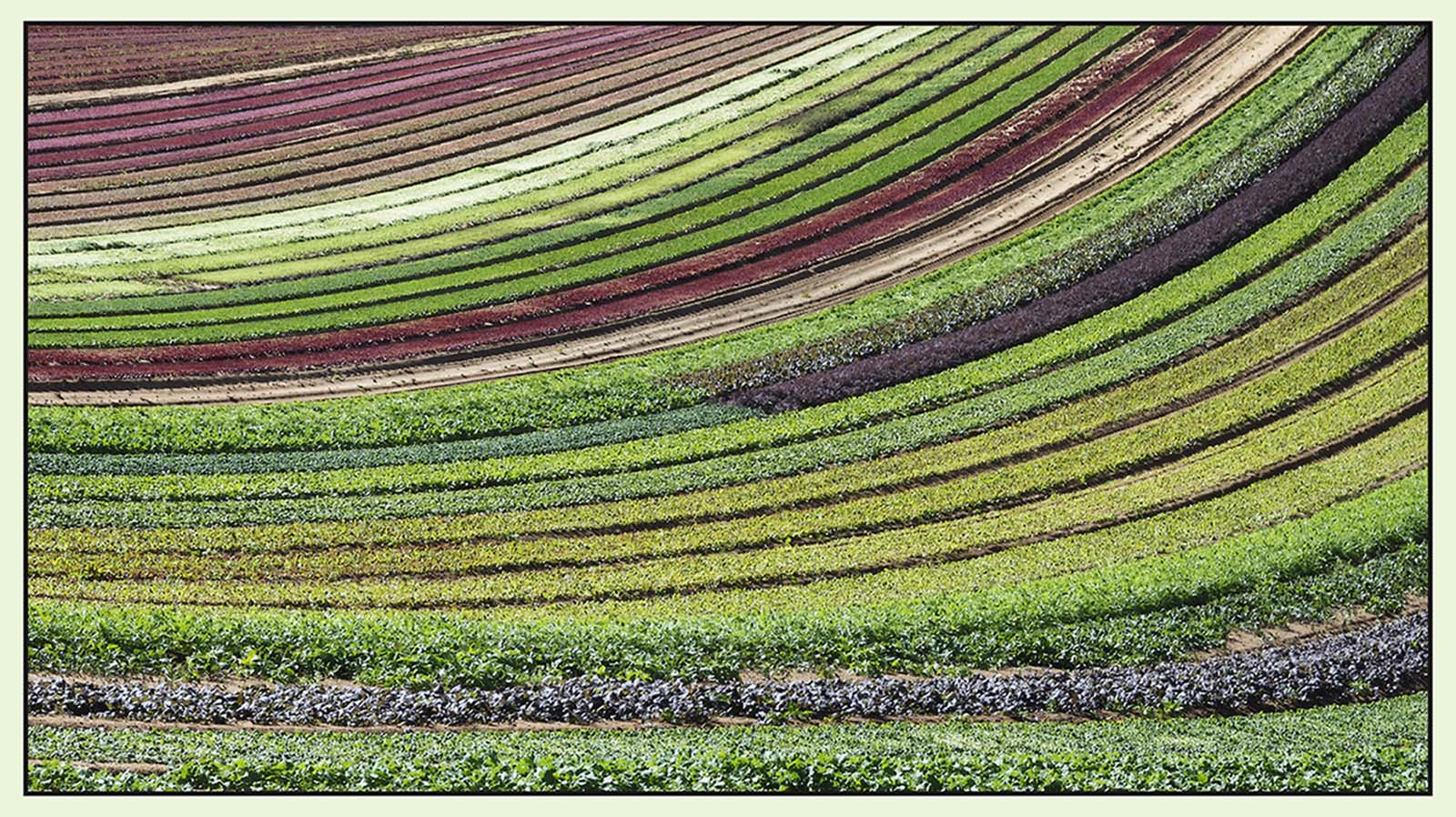 Feld Foto & Bild | landschaft, projekte, Äcker, felder & wiesen Bilder ...
