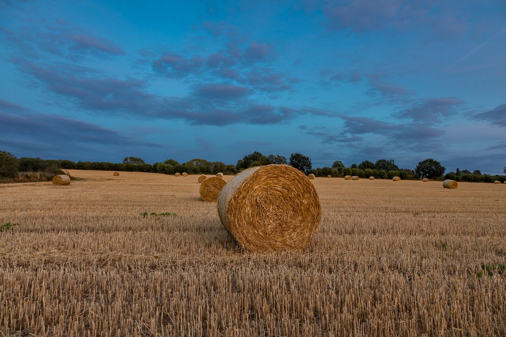 Feld Foto & Bild | landschaft, Äcker, felder & wiesen, natur Bilder auf ...