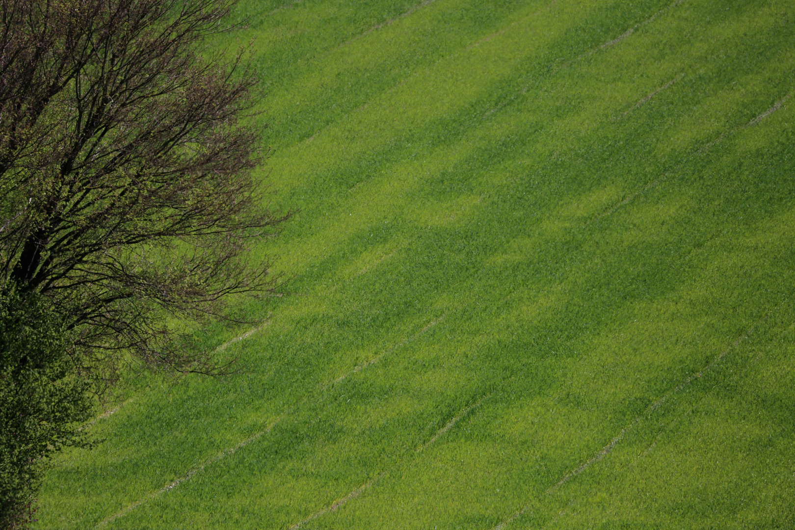 Feld Foto & Bild | landschaft, wiese, grün Bilder auf fotocommunity
