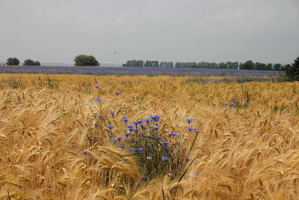 Feld Foto & Bild | deutschland, europe, mecklenburg- vorpommern Bilder ...
