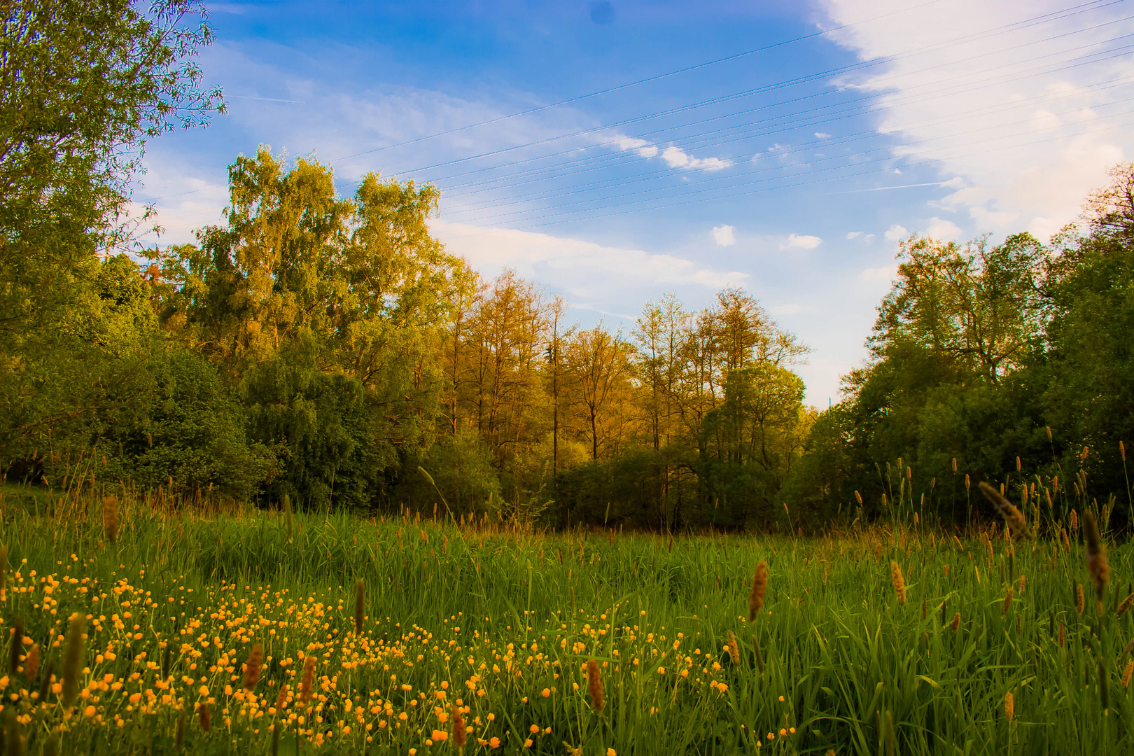 Feld am Waldrand Foto & Bild | landschaft, wald, natur Bilder auf ...