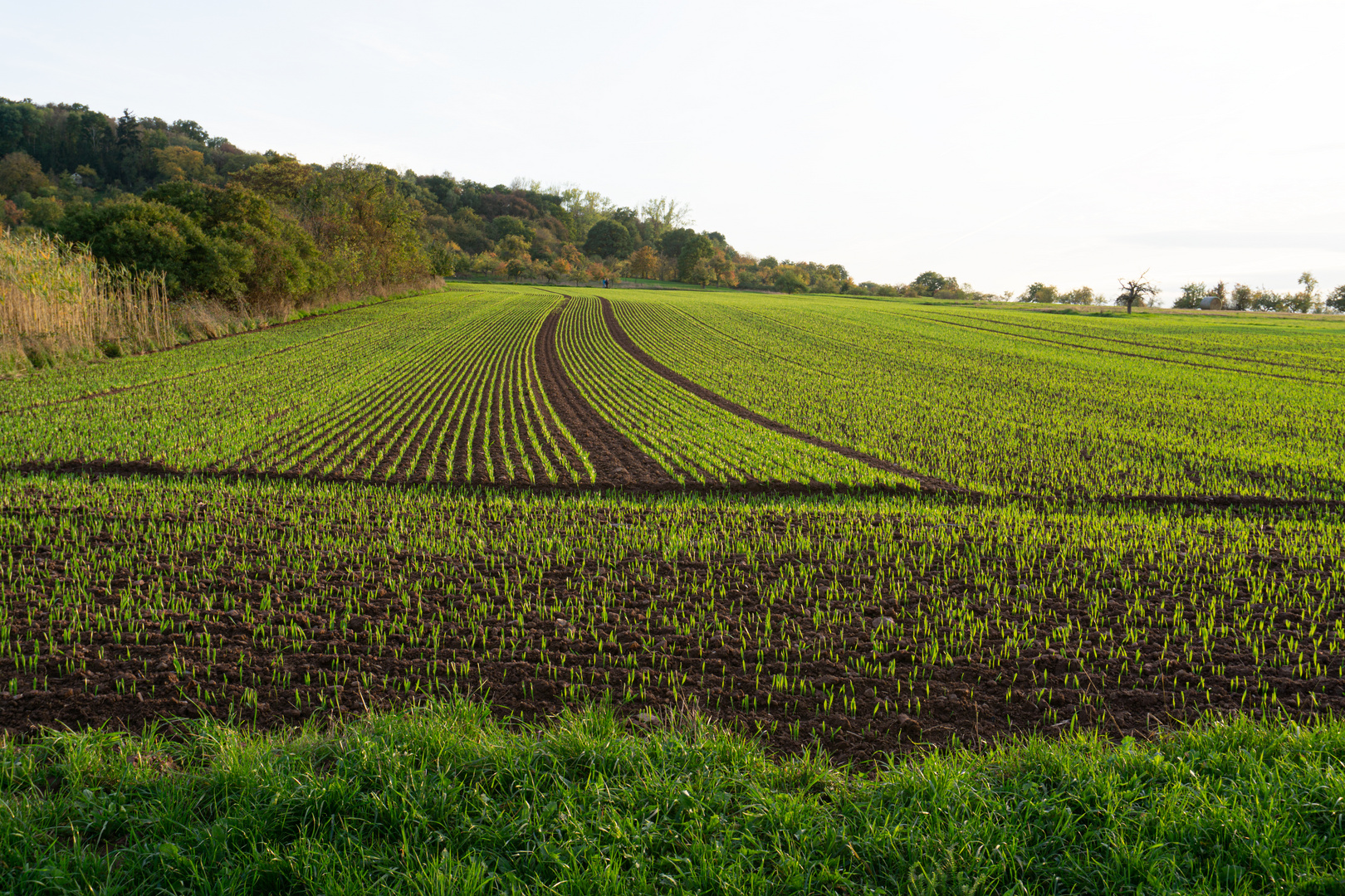 Feld Foto & Bild | Bilder auf fotocommunity