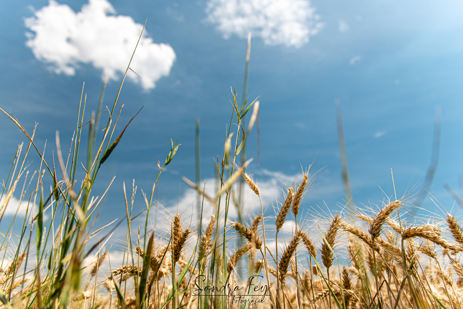Feld Foto & Bild | landschaft, jahreszeiten, sommer Bilder auf ...