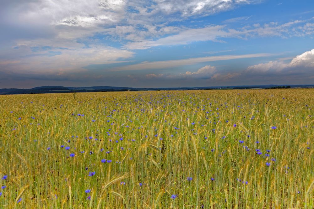 Feld mit Kornblumen Foto & Bild | world, kornblumen, feld Bilder auf ...