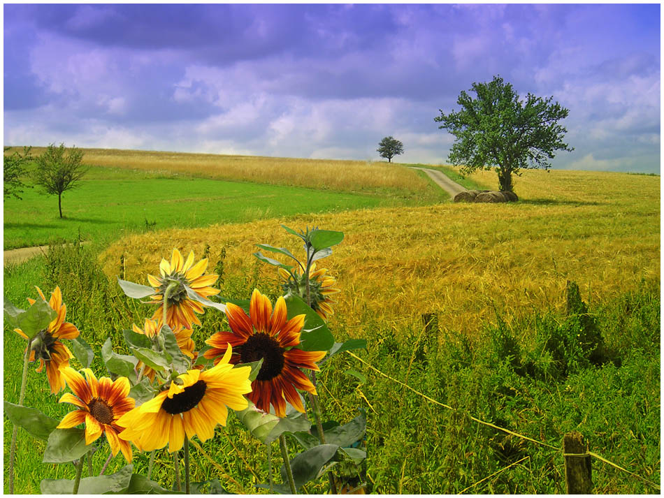 Feld mit Sonnenblumen Foto & Bild | fotomontage, landschaften, digiart Bilder auf fotocommunity