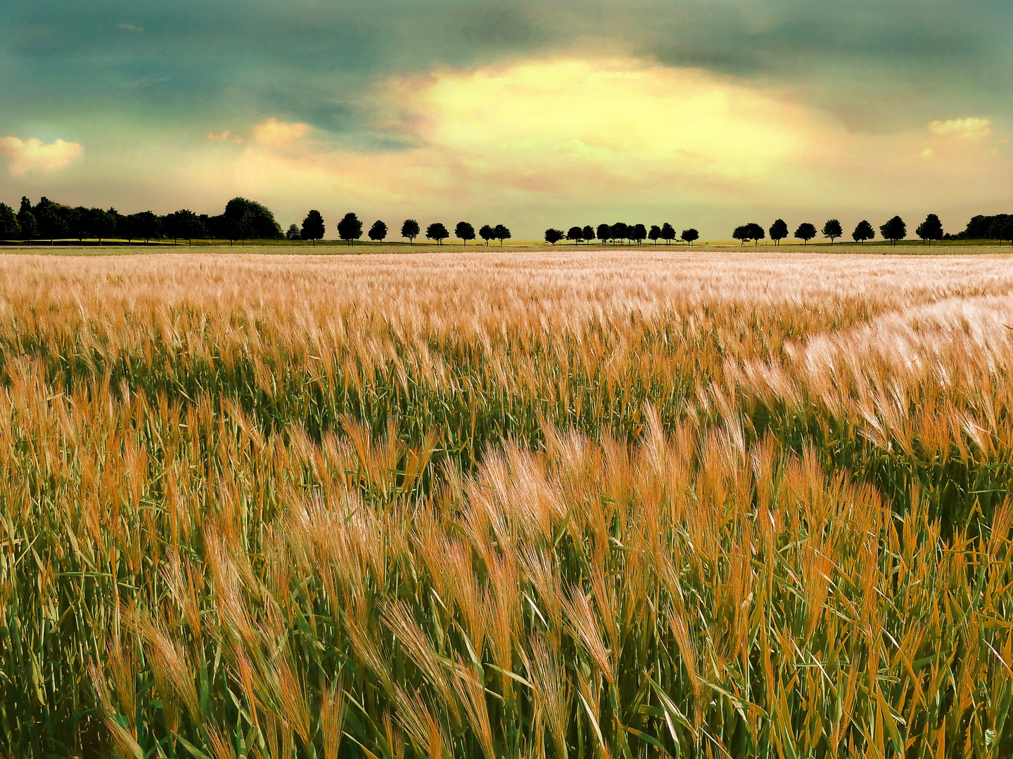 Feld nahe Schloß Dyck NRW Foto & Bild | landschaft, Äcker, felder & wiesen, natur Bilder auf ...