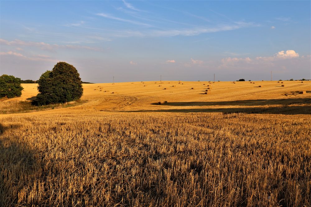 Feld_2 Foto & Bild | landschaft, jahreszeiten, sommer Bilder auf ...