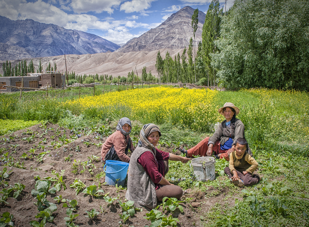 Feldarbeit Foto & Bild | asia, india, south asia Bilder auf fotocommunity