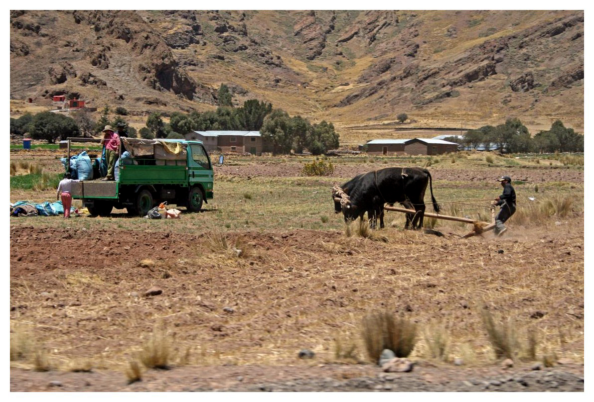 Feldarbeit mit Ochsen und Pflug Foto & Bild | erwachsene, menschen bei ...
