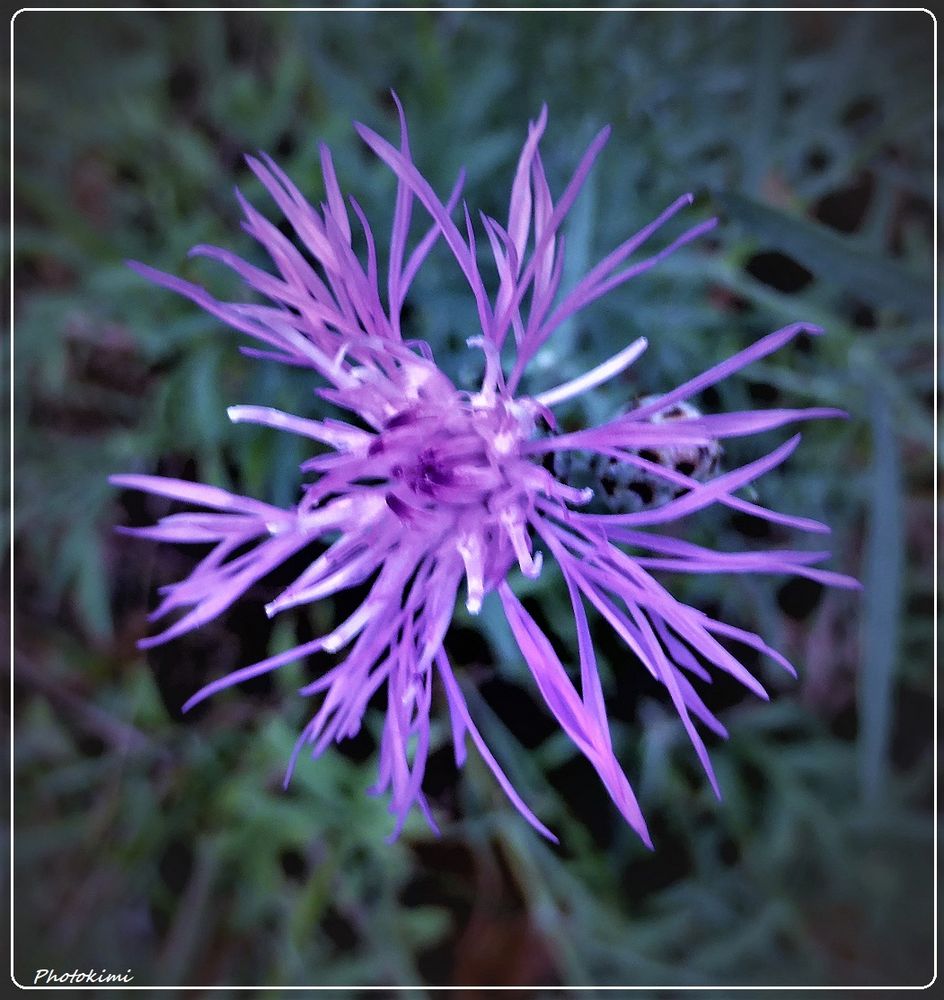 Feldblumen im August (I) Foto & Bild | spezial, blumen ...
