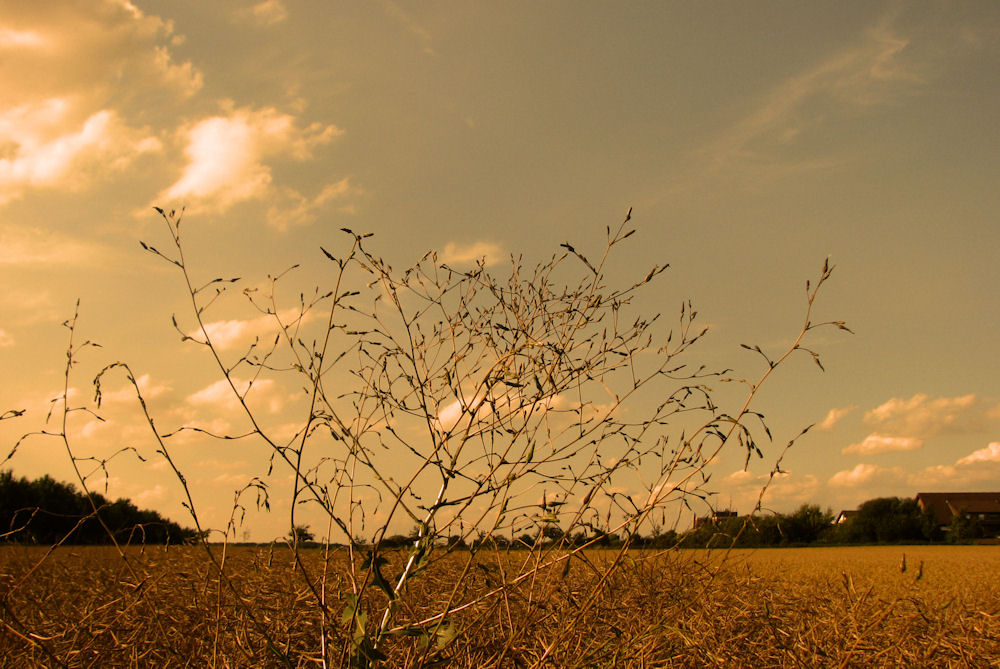 Felder im Abendlicht. Foto & Bild | landschaft, Äcker, felder & wiesen, natur Bilder auf ...