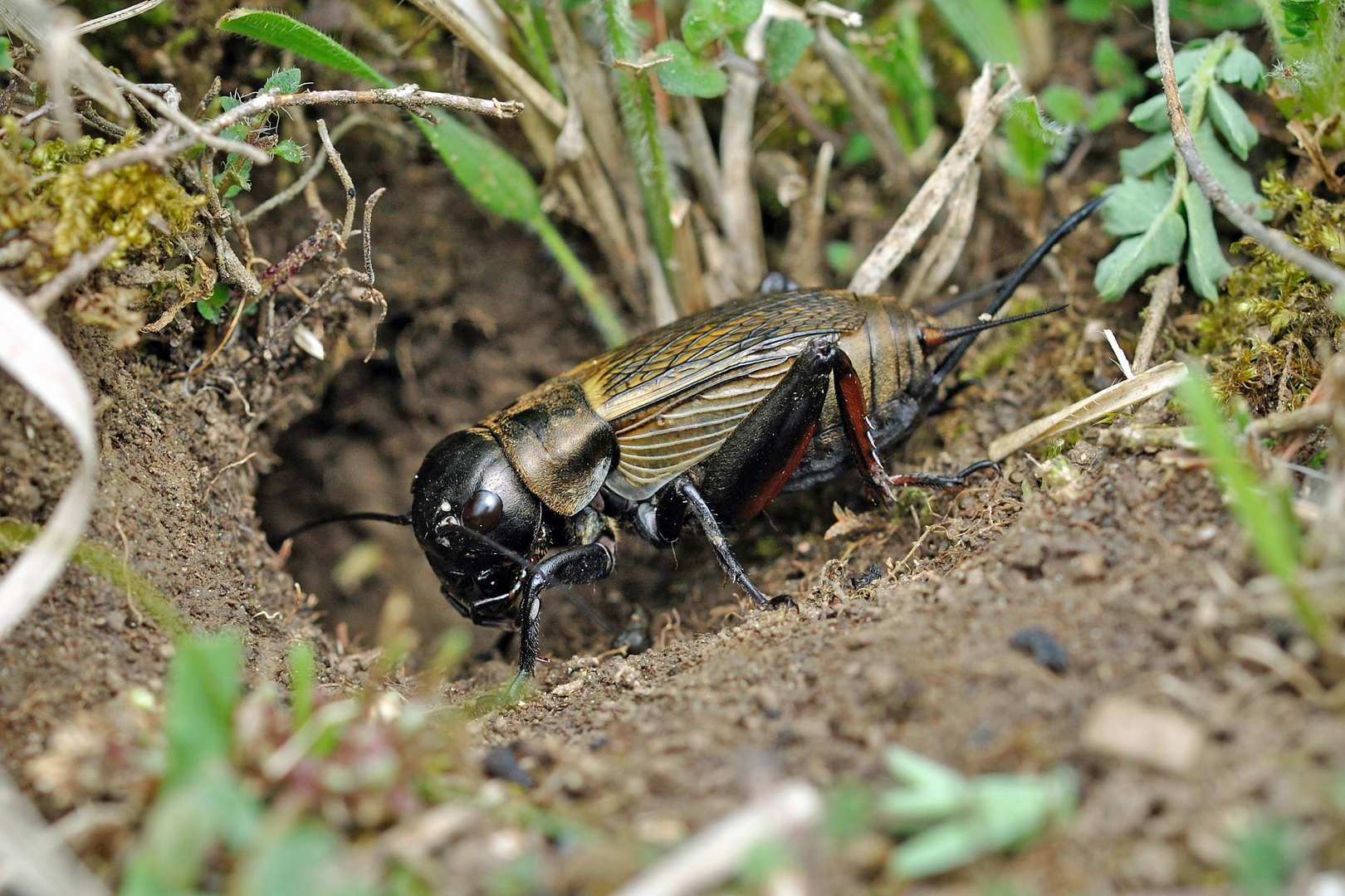 Feldgrille (Gryllus campestris) Foto & Bild | tiere, wildlife, insekten ...