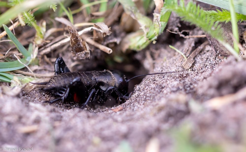 Feldgrille ( Gryllus campestris ) Foto & Bild | tiere, wildlife ...