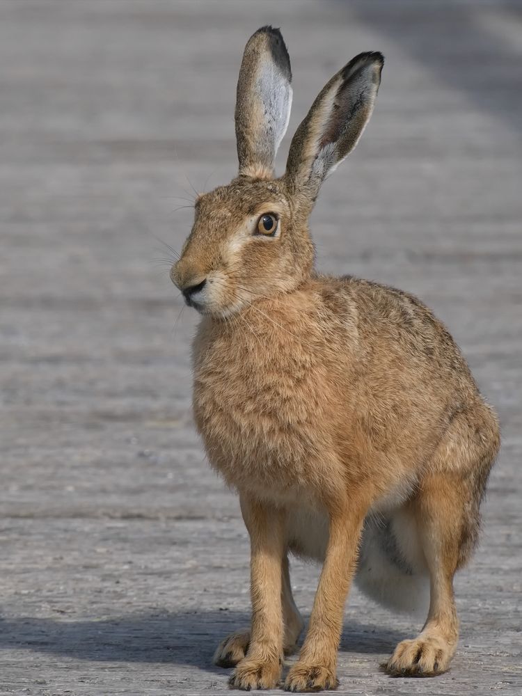 Feldhase Foto & Bild | hase, natur, tiere Bilder auf fotocommunity