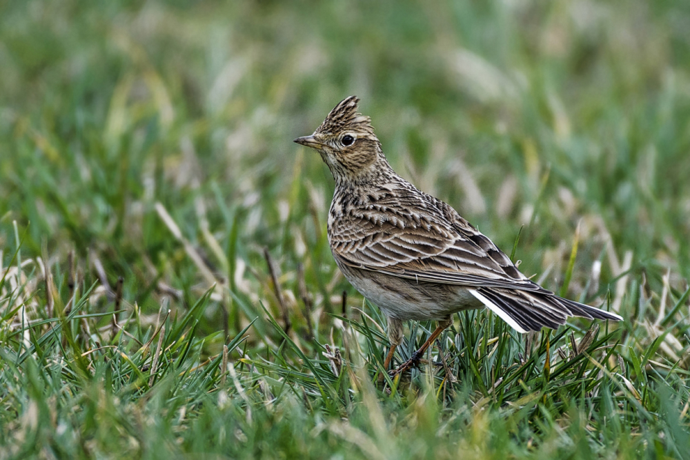 Feldlerche .... Foto & Bild | tiere, wildlife, wild lebende vögel ...