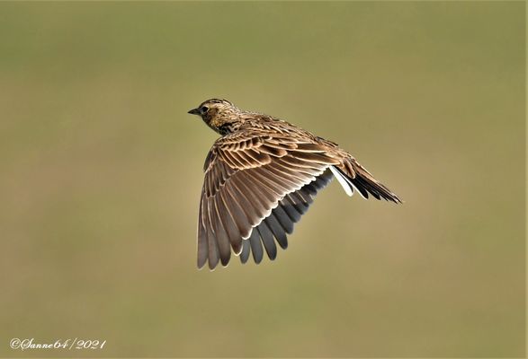 Singvögel Bilder & Fotos