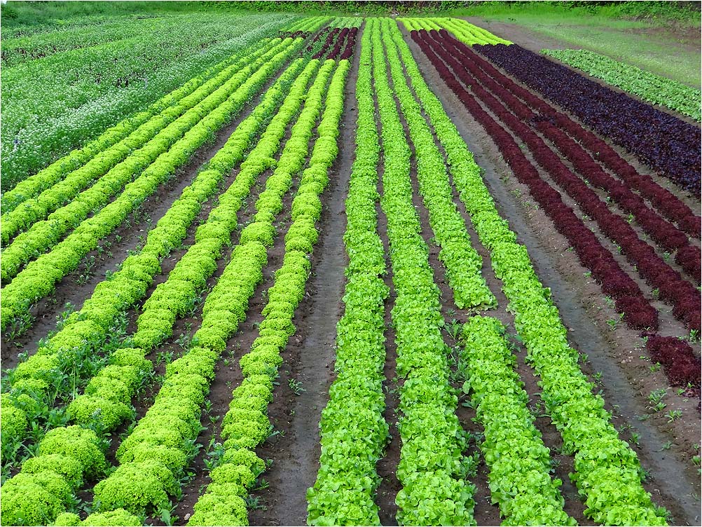 Feldlinien Foto & Bild | landschaft, Äcker, felder & wiesen, flora ...