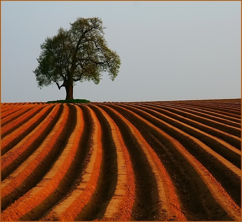 Feldlinien Foto & Bild | landschaft, Äcker, felder & wiesen, feld ...