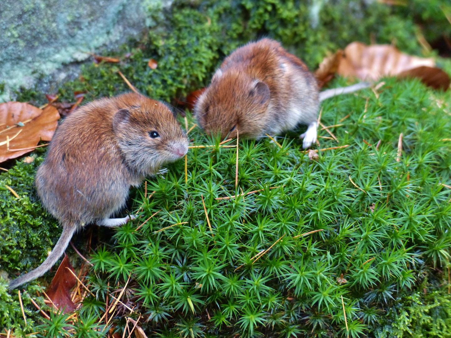Feldmäuse im Wald Foto & Bild | natur, tiere, wildlife Bilder auf ...