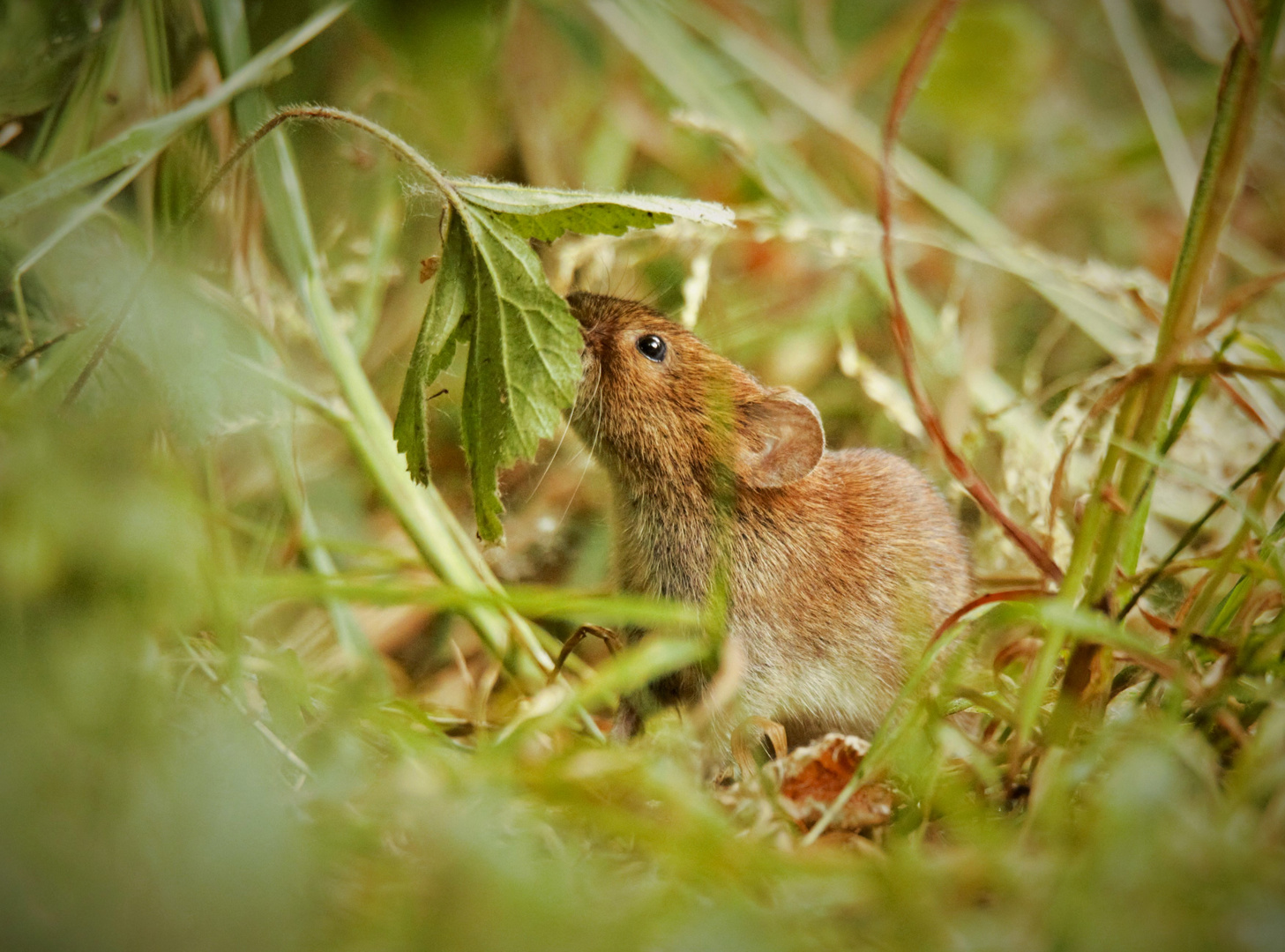 Feldmaus Foto & Bild | tiere, wildlife, säugetiere Bilder auf fotocommunity