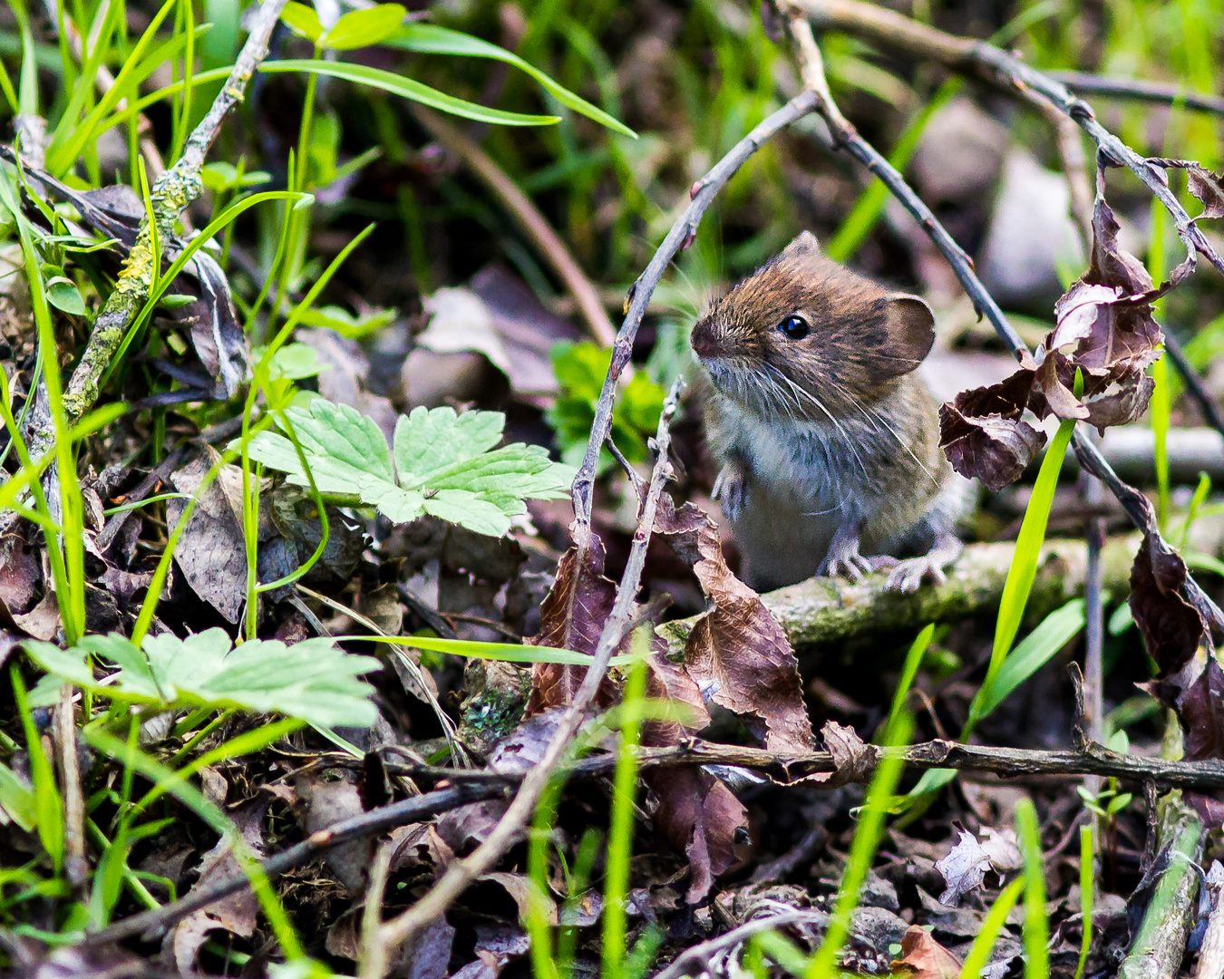 Feldmaus Foto & Bild | tiere, feldmaus, natur Bilder auf fotocommunity