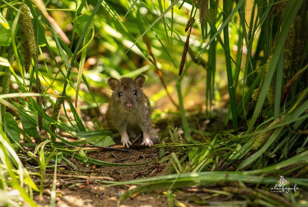 Feldmaus Foto & Bild | tiere, wildlife, wildlife: sonstige tiere Bilder ...
