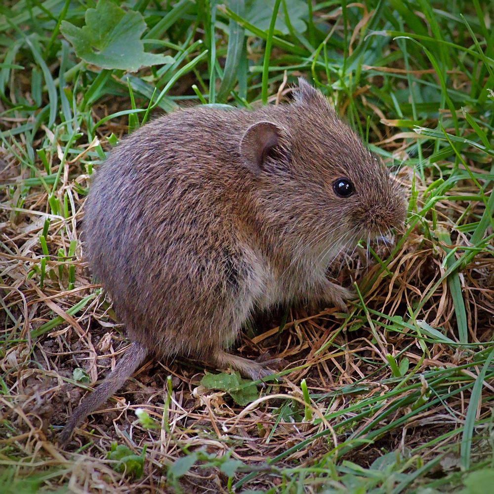 Feldmaus (Microtus arvalis) Foto & Bild | natur, tiere, wildlife Bilder ...