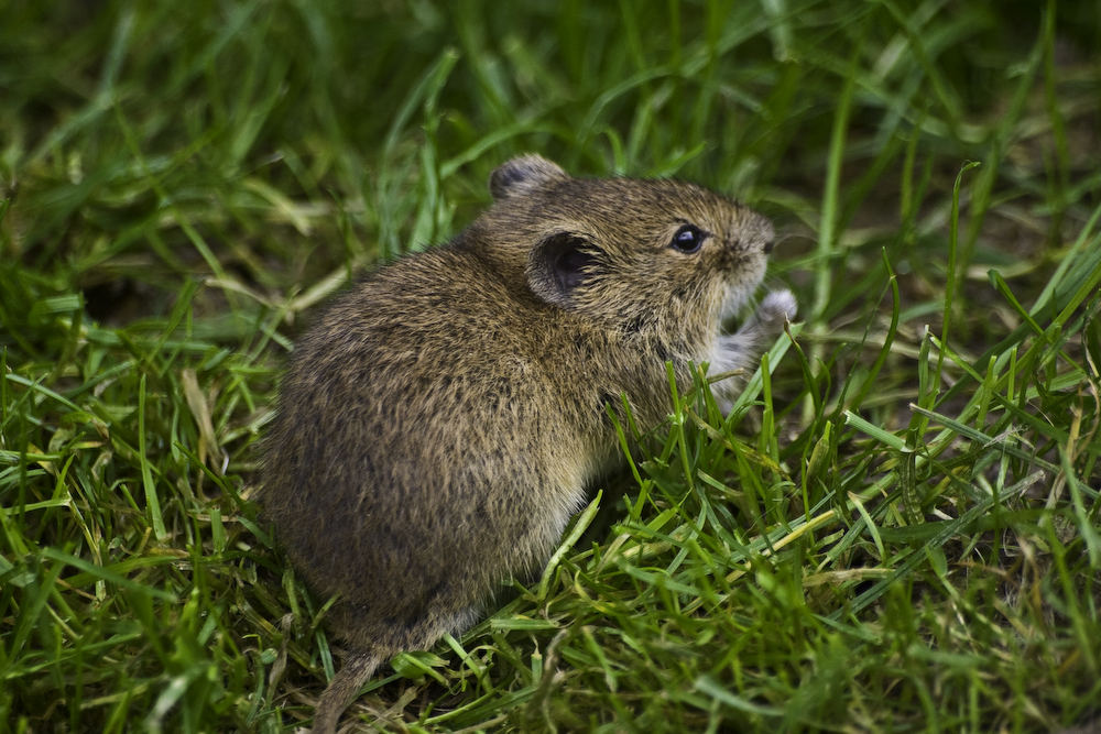 Feldmaus(Microtus arvalis) bei der täglichen Nahrungsaufnahme Foto ...