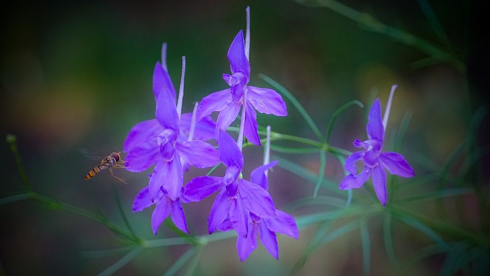 Feldrittersporn (Consolida regalis) Foto & Bild | rittersporn ...