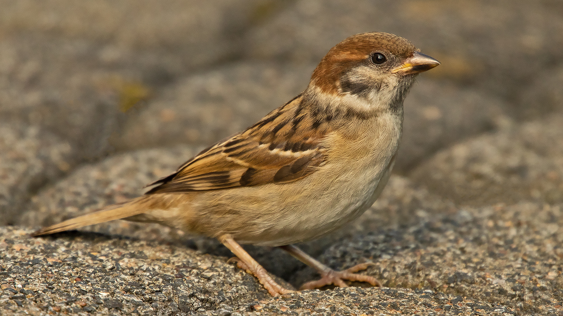 Feldsperling 003 Foto & Bild | tiere, wildlife, wild lebende vögel ...