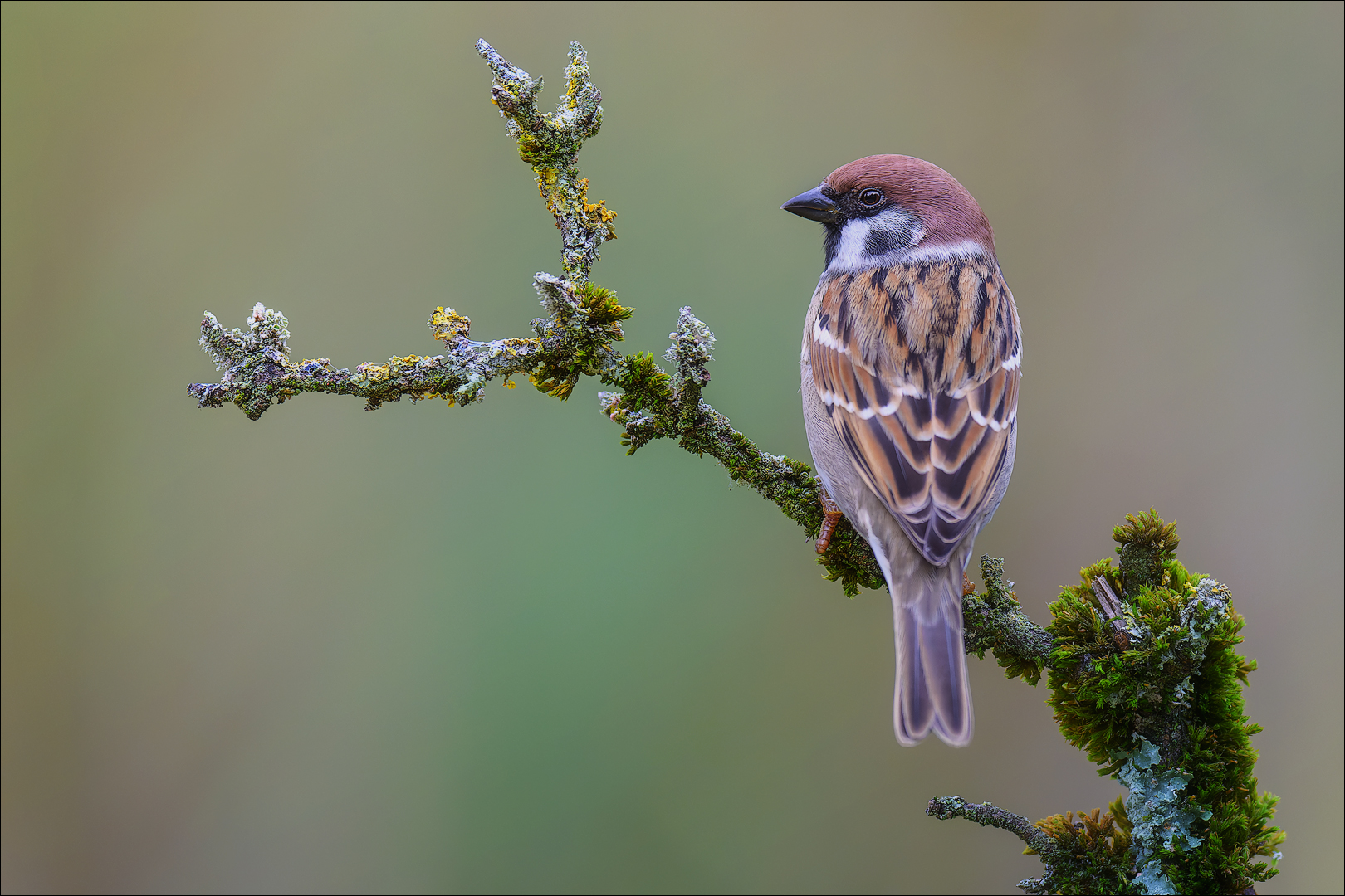 Feldsperling Foto & Bild | tiere, wildlife, wild lebende vögel Bilder ...