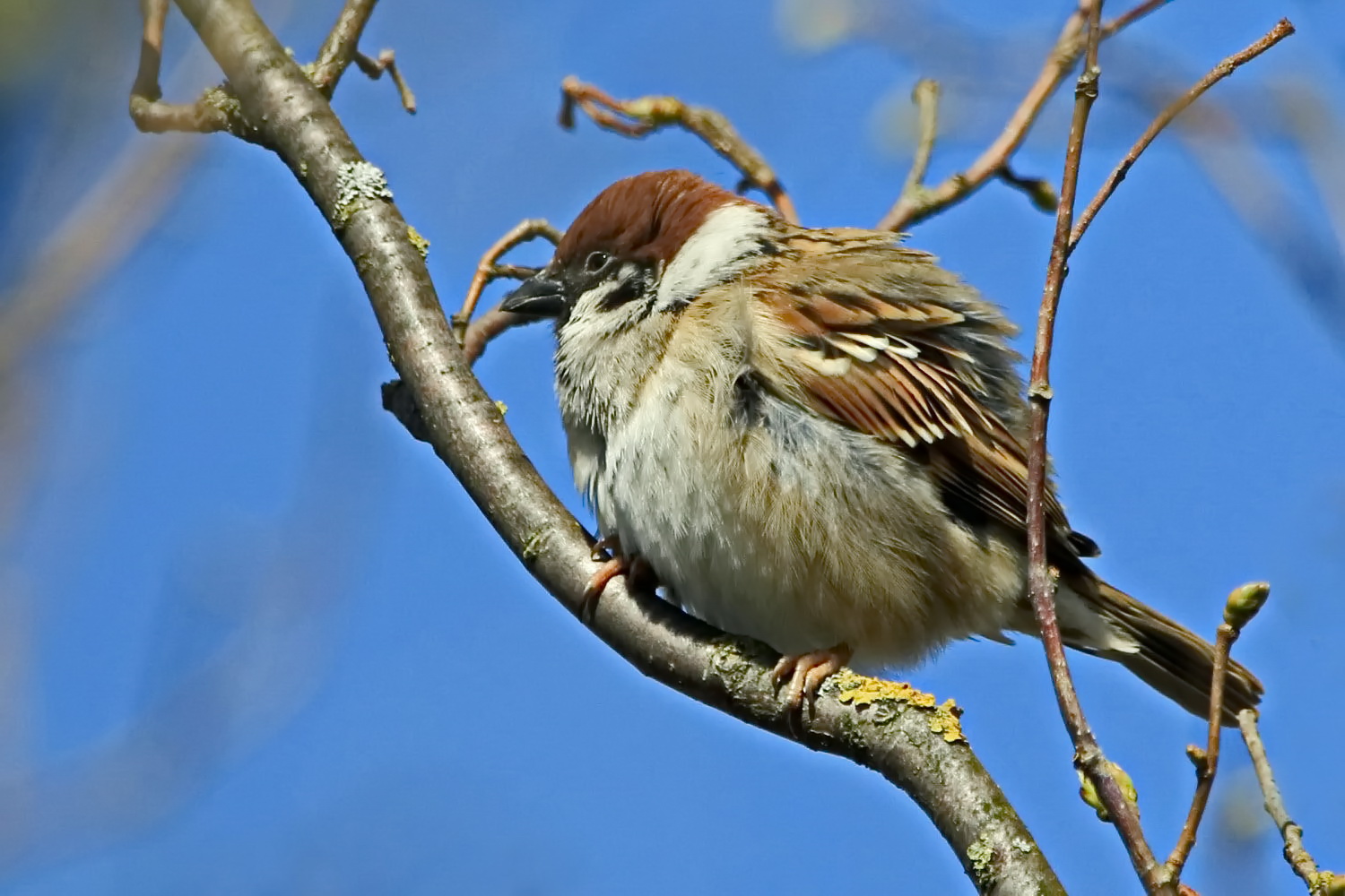 Feldsperling Foto & Bild | vögel, fotos, nature Bilder auf fotocommunity