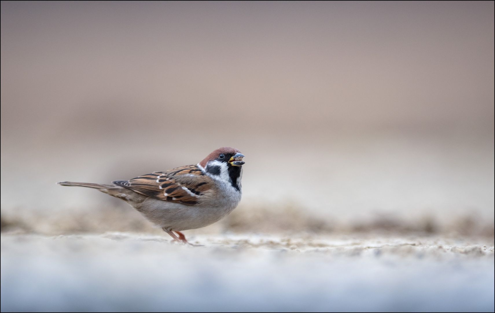 Feldsperling Foto & Bild | tiere, wildlife, wild lebende vögel Bilder ...