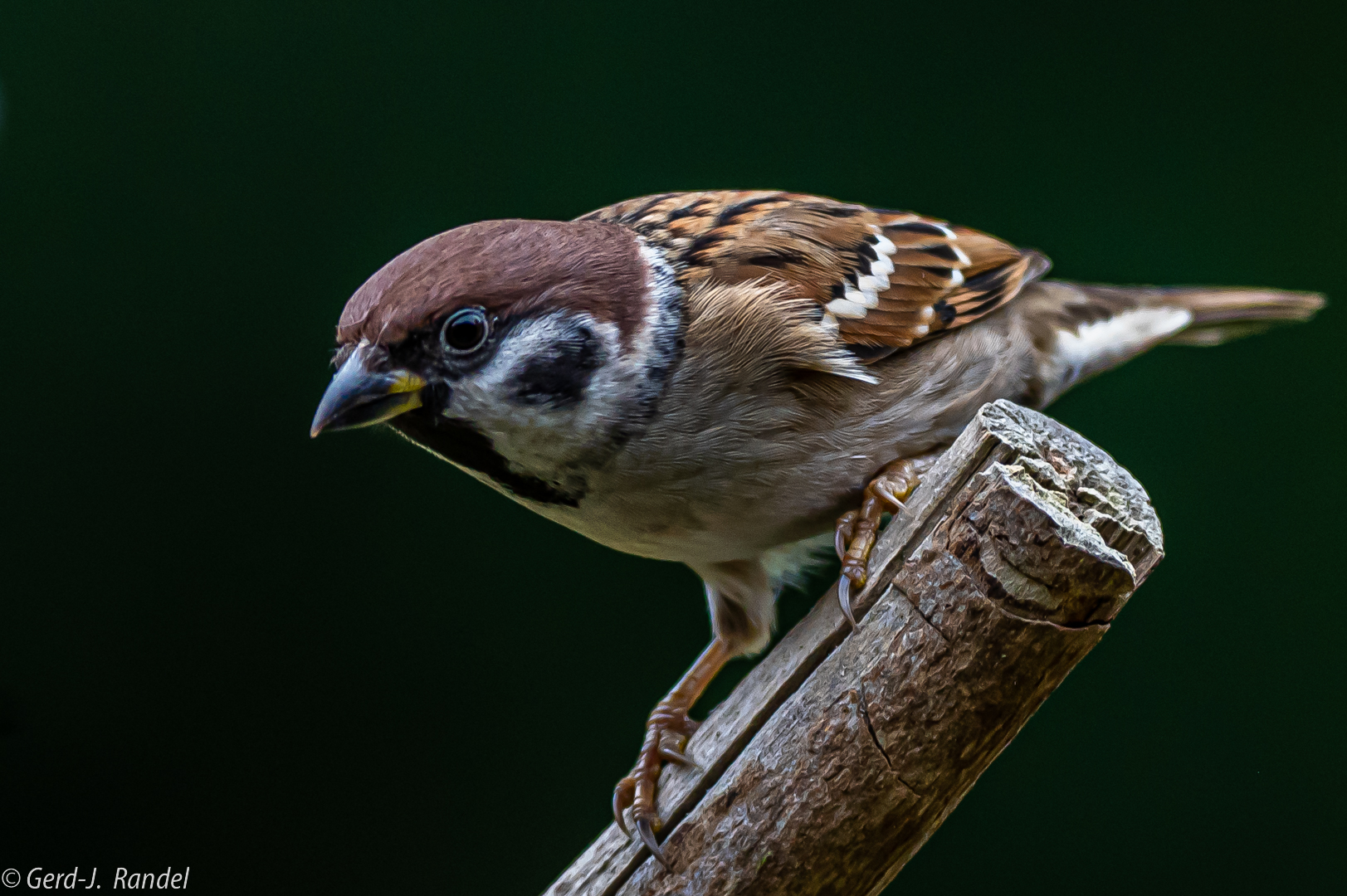 Feldsperling Foto & Bild | tiere, wildlife, wild lebende vögel Bilder ...