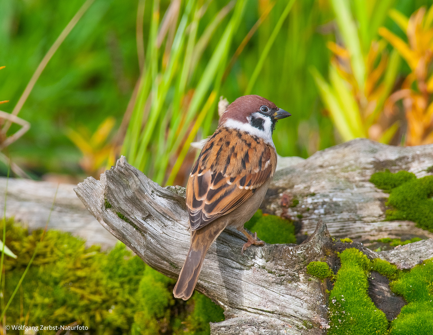 Feldsperling 1 Foto & Bild | fotos, world, natur Bilder auf fotocommunity