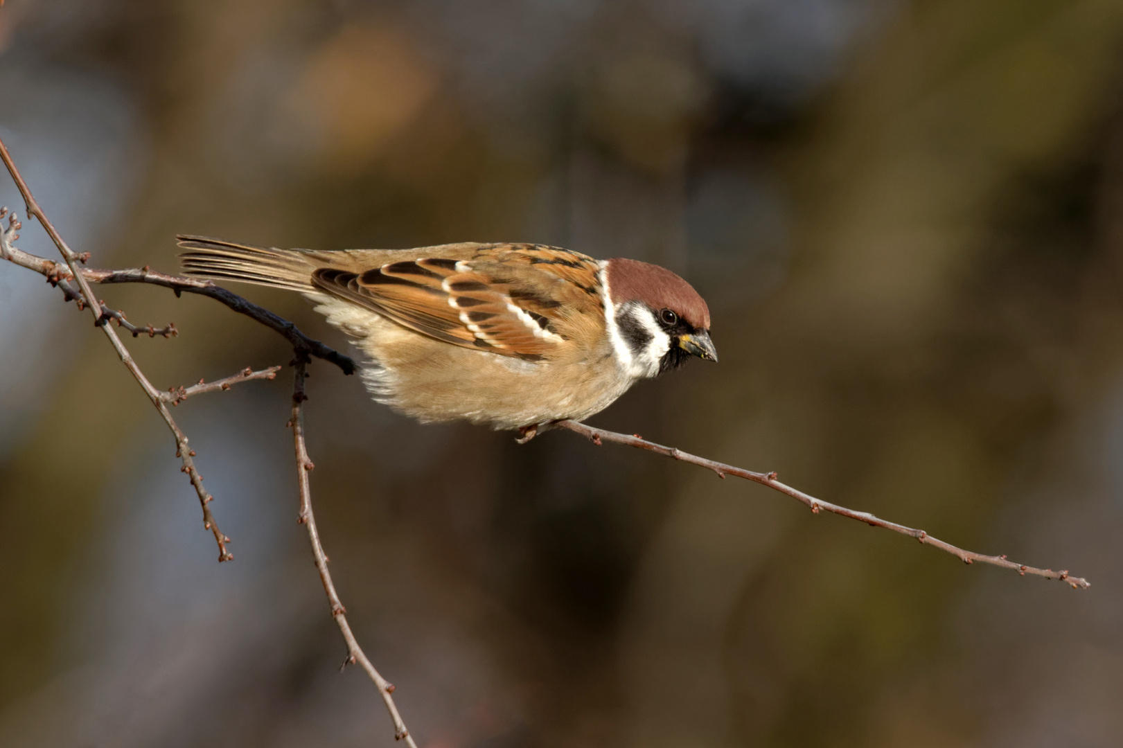 Feldsperling Foto & Bild | tiere, wildlife, wild lebende vögel Bilder ...