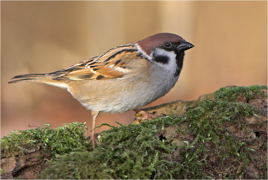 Feldsperling Foto & Bild | tiere, wildlife, wild lebende vögel Bilder ...
