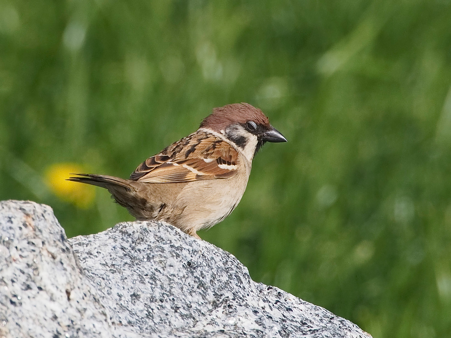 Feldsperling 2 Foto & Bild | tiere, wildlife, wild lebende vögel Bilder ...