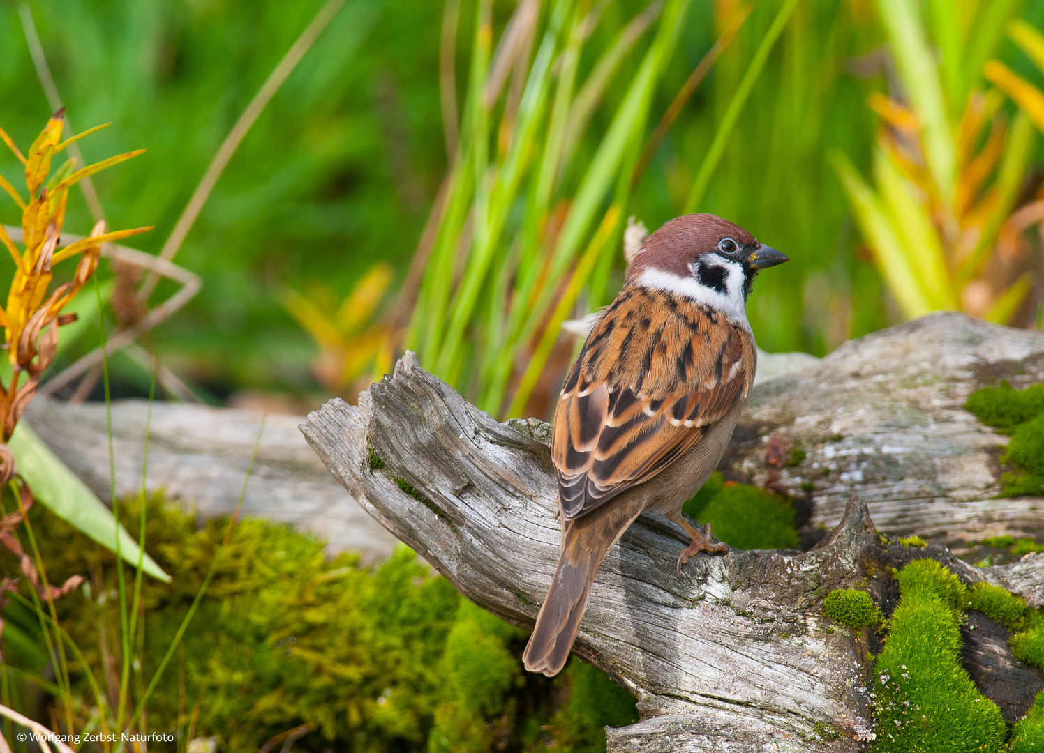 Feldsperling --- Foto & Bild | fotos, winter, frühling Bilder auf ...