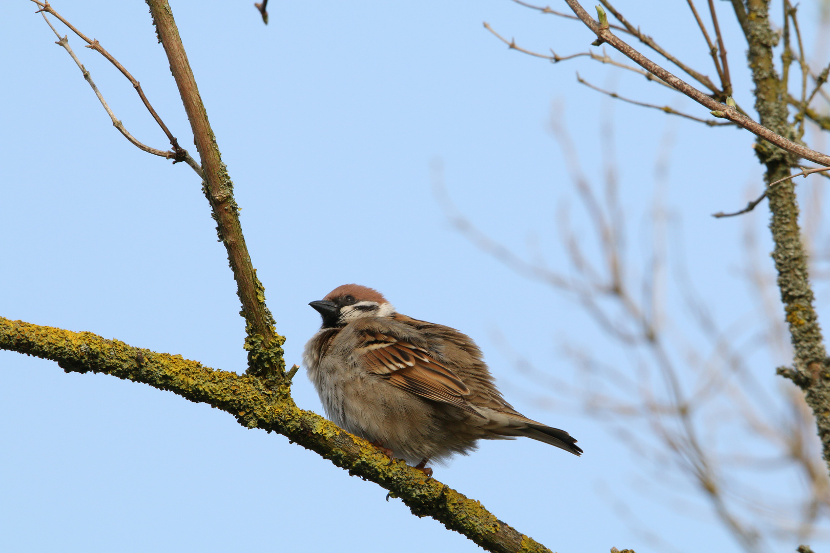 Feldsperling Foto & Bild | tiere, wildlife, wild lebende vögel Bilder ...