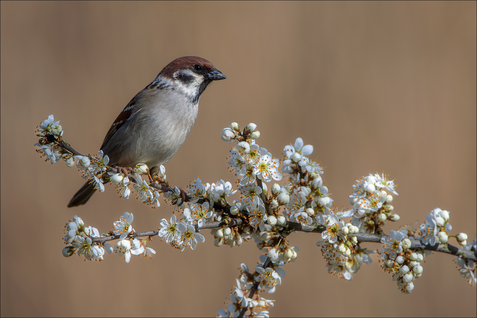 Feldsperling Foto & Bild | tiere, wildlife, wild lebende vögel Bilder ...