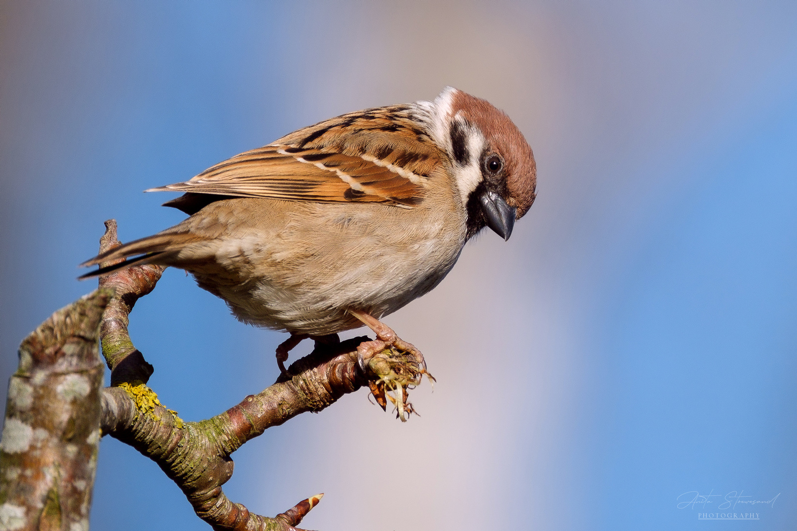 Feldsperling Foto & Bild | tiere, wildlife, wild lebende vögel Bilder ...