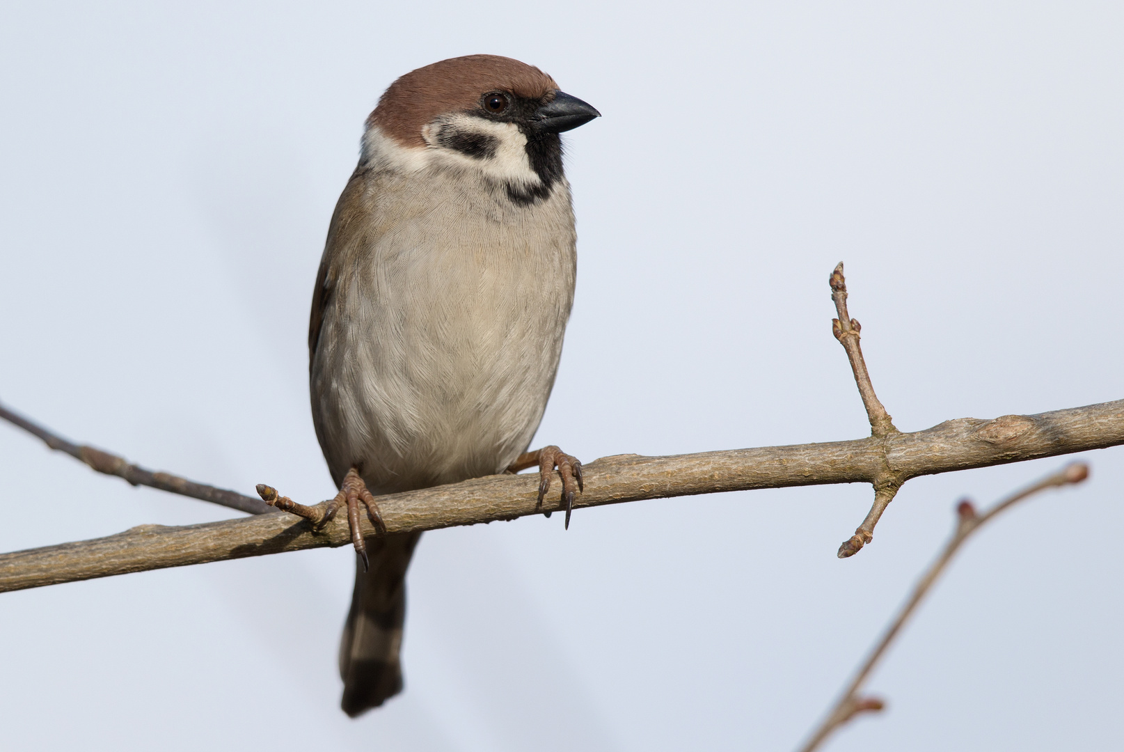 Feldsperling Foto & Bild | tiere, wildlife, wild lebende vögel Bilder ...